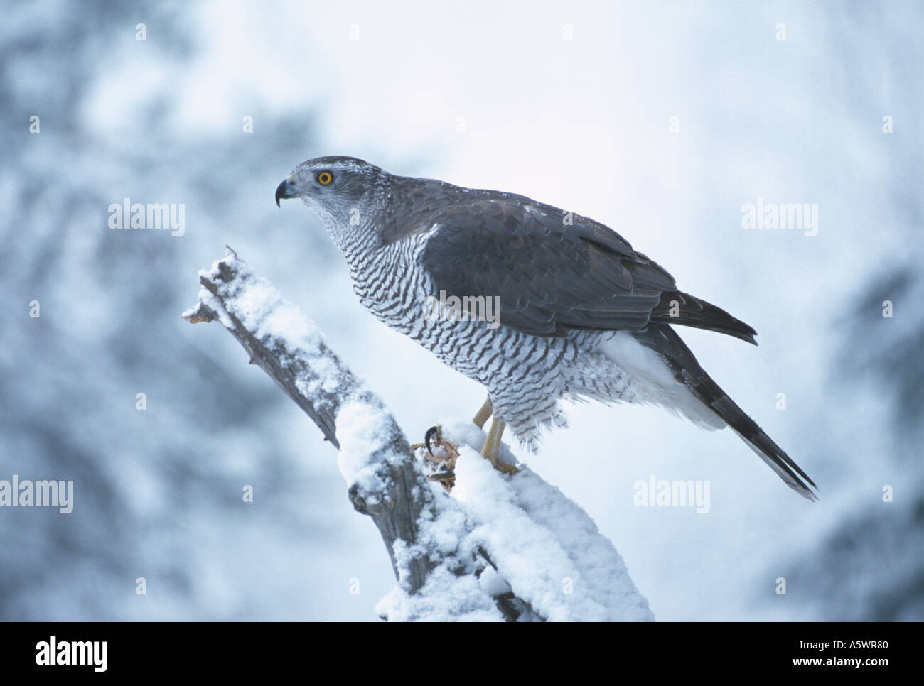 Female Northern Goshawk in Snow Stock Photo - Alamy