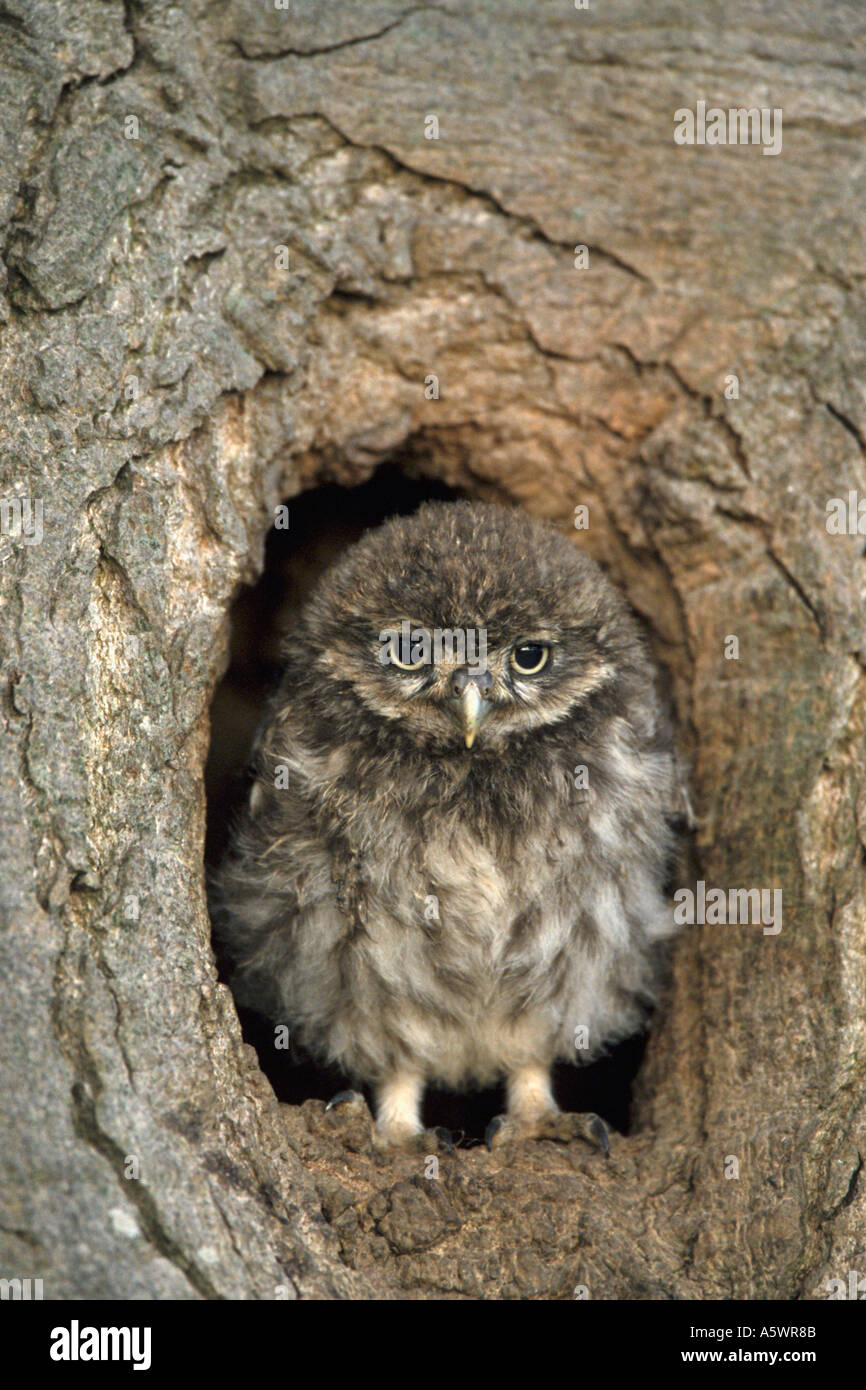 Little Owl chick at nest site Stock Photo - Alamy