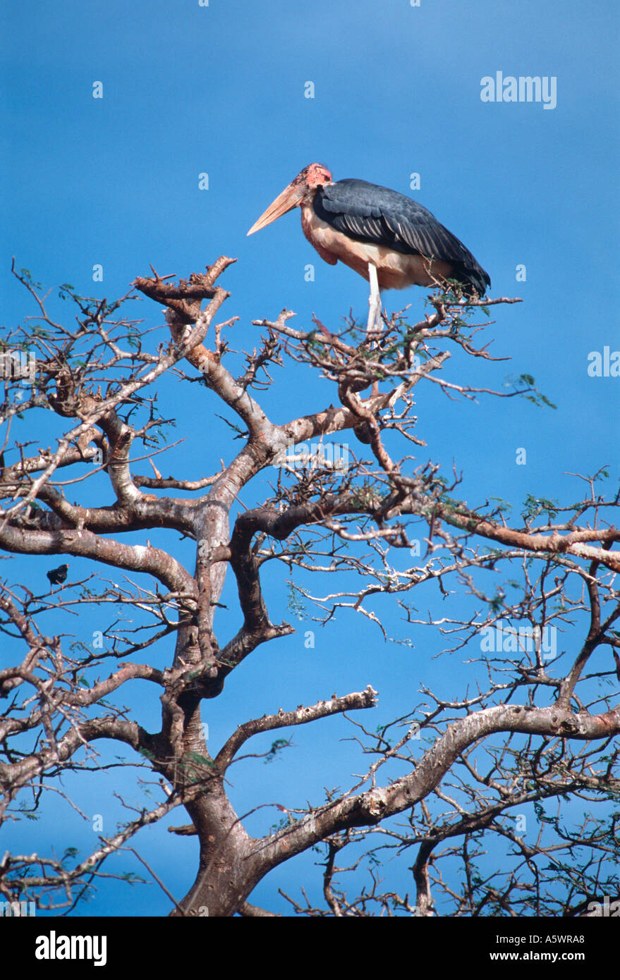 Marabou Stork, Tsavo West National Park, Kenya, East Africa Stock Photo ...