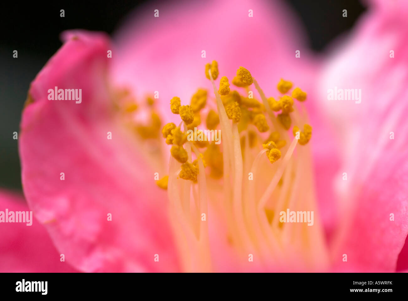 Camelia flower pink maud Messel X williamsii X reticulate Stock Photo ...