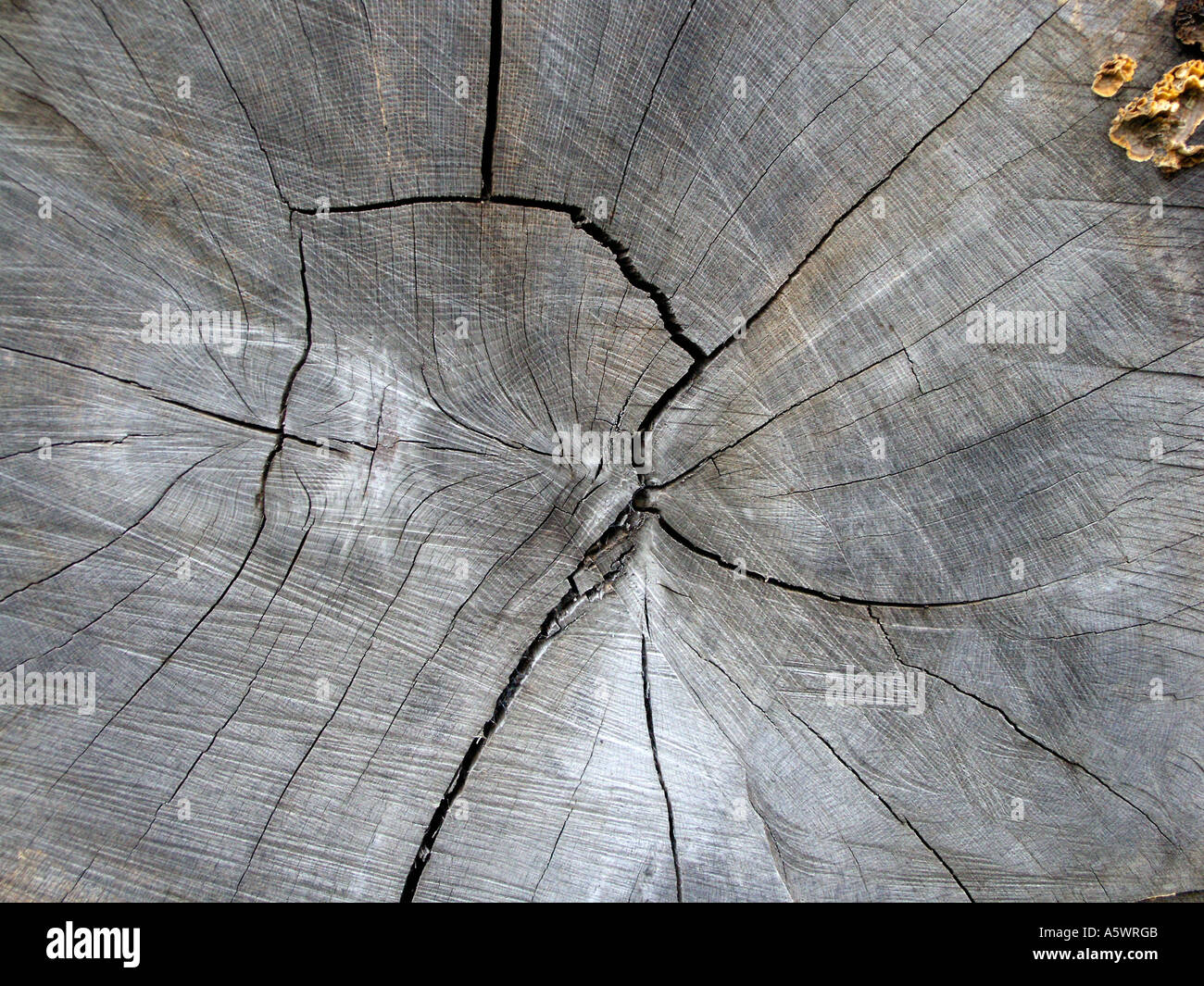 Cross section of a tree trunk weathered and cracked with fungus ...