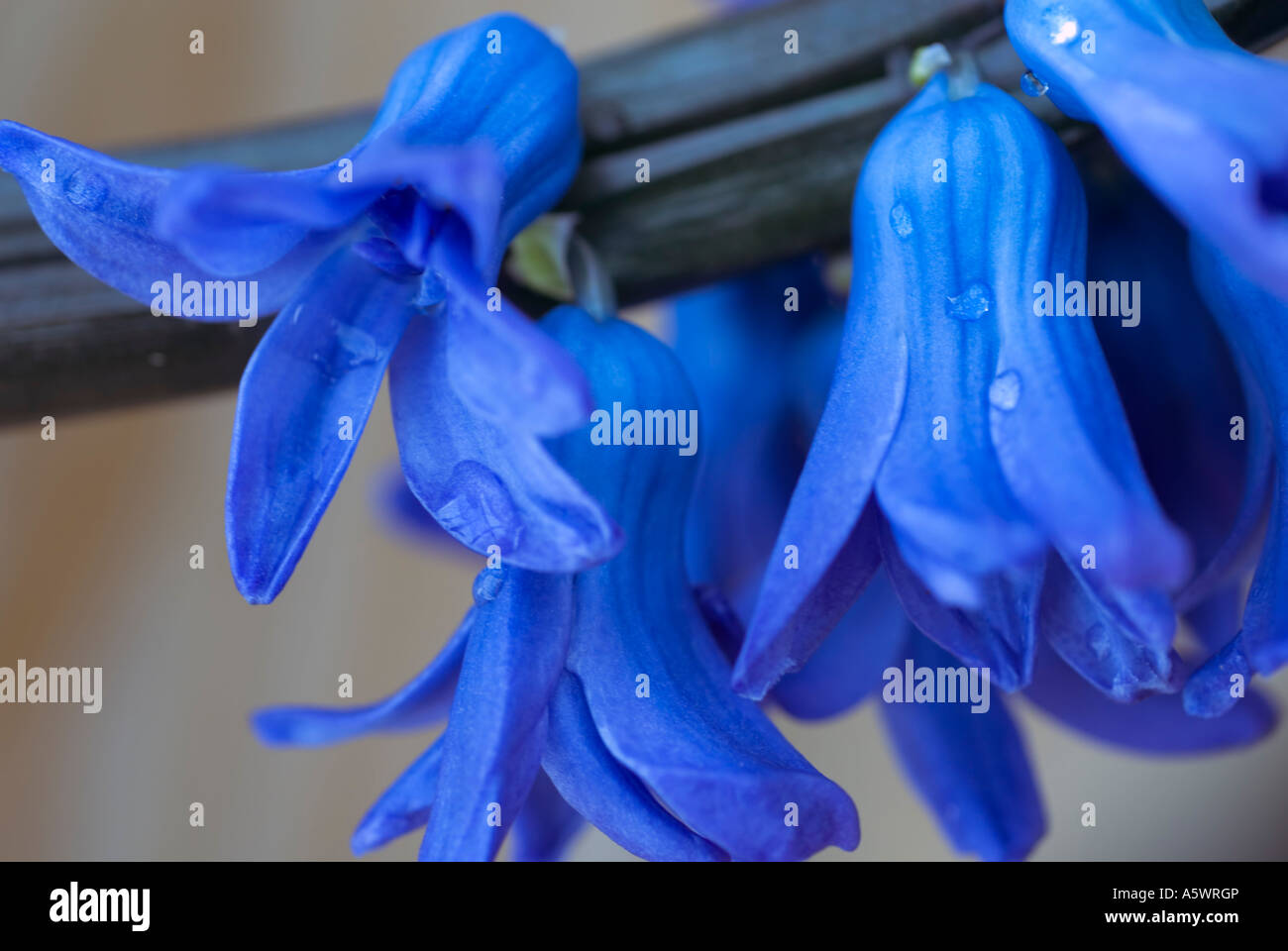 Blue hyacinth flower Stock Photo - Alamy