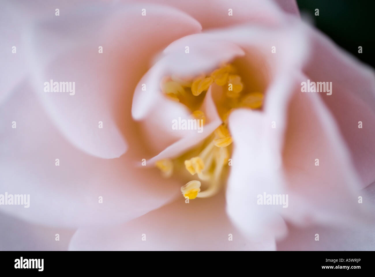 Camellia flower pink maud Messel X williamsii X reticulate Stock Photo ...