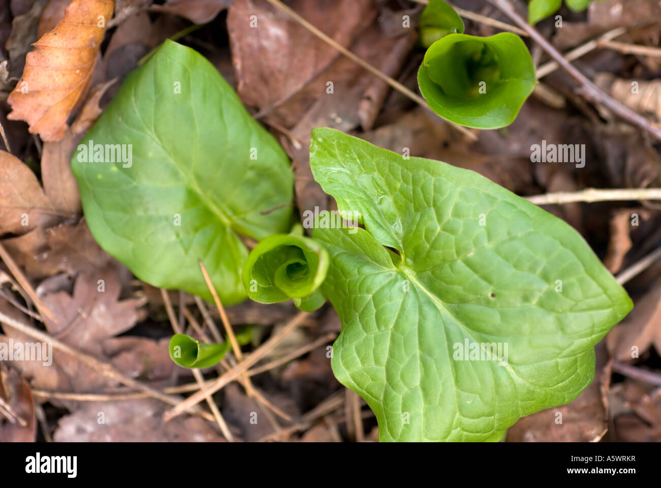 Cuckoo pint Lords and Ladies, Arum maculatum Stock Photo - Alamy