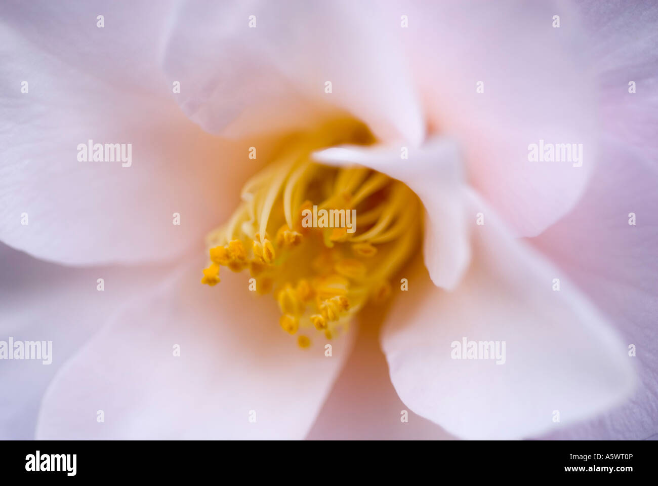 Camellia flower pink maud Messel X williamsii X reticulate Stock Photo ...
