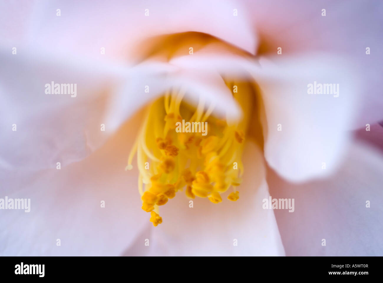 Camelia Camellia flower pink maud Messel X williamsii X reticulate ...