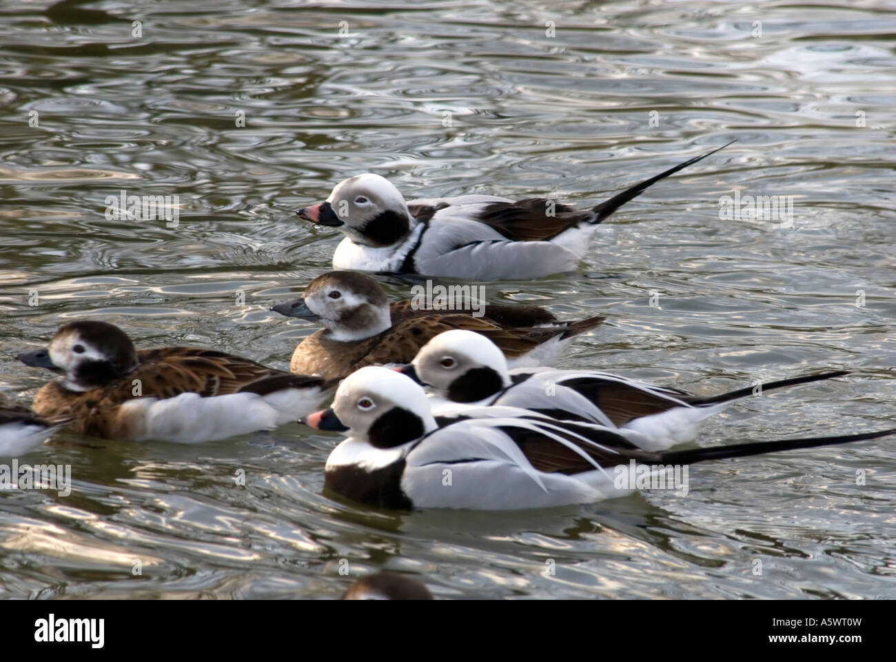 Long tailed duck uk hi-res stock photography and images - Alamy