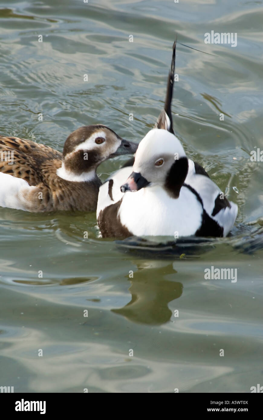 Two long tailed birds hi-res stock photography and images - Alamy