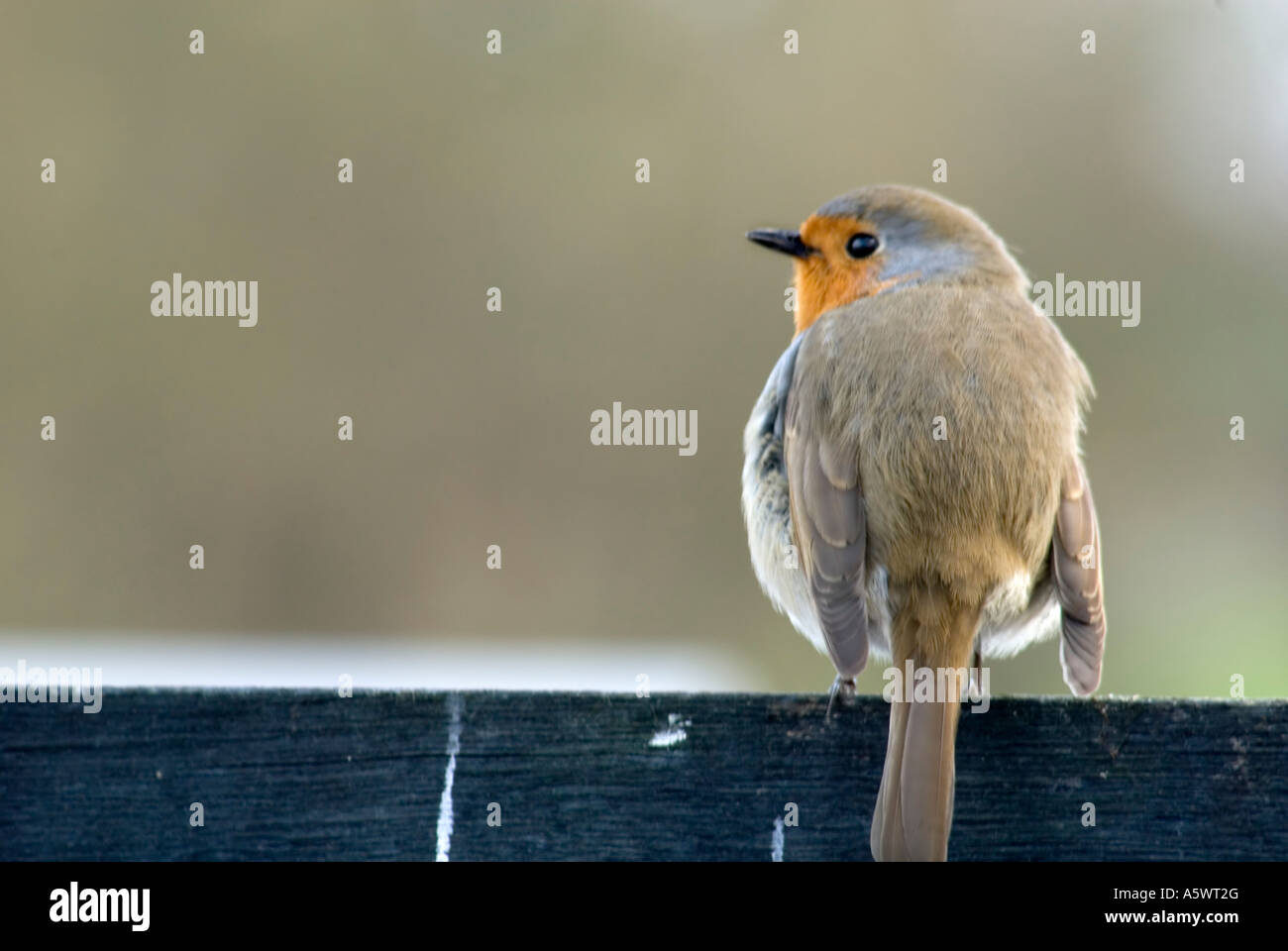 Robin Rear View High Resolution Stock Photography and Images - Alamy