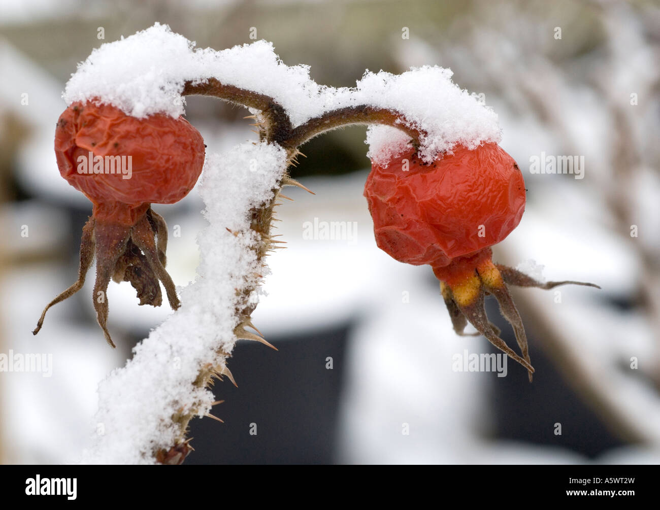 Rose hips covered in snow Stock Photo - Alamy