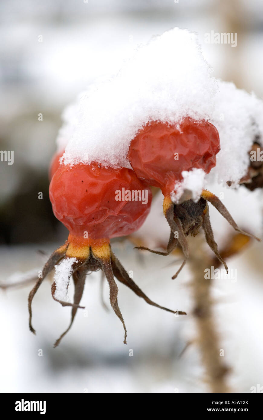 Rose hips covered in snow Stock Photo - Alamy