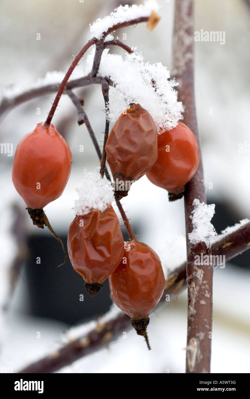 Rose hips covered in snow Stock Photo - Alamy