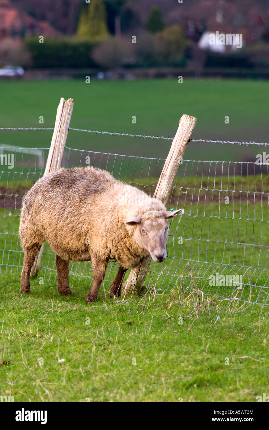 Sheep scratching on a post Stock Photo - Alamy
