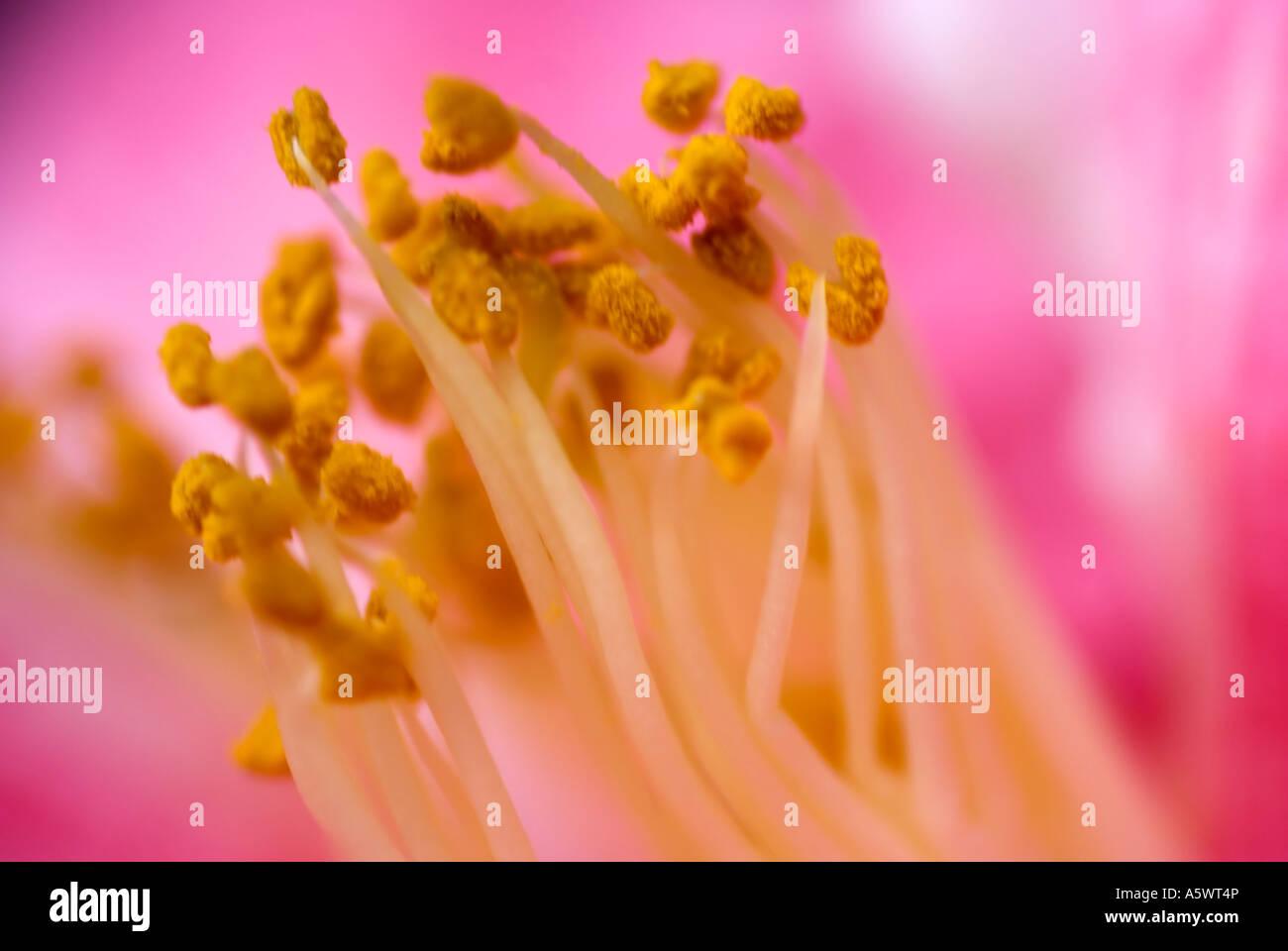 Maud j hi-res stock photography and images - Alamy