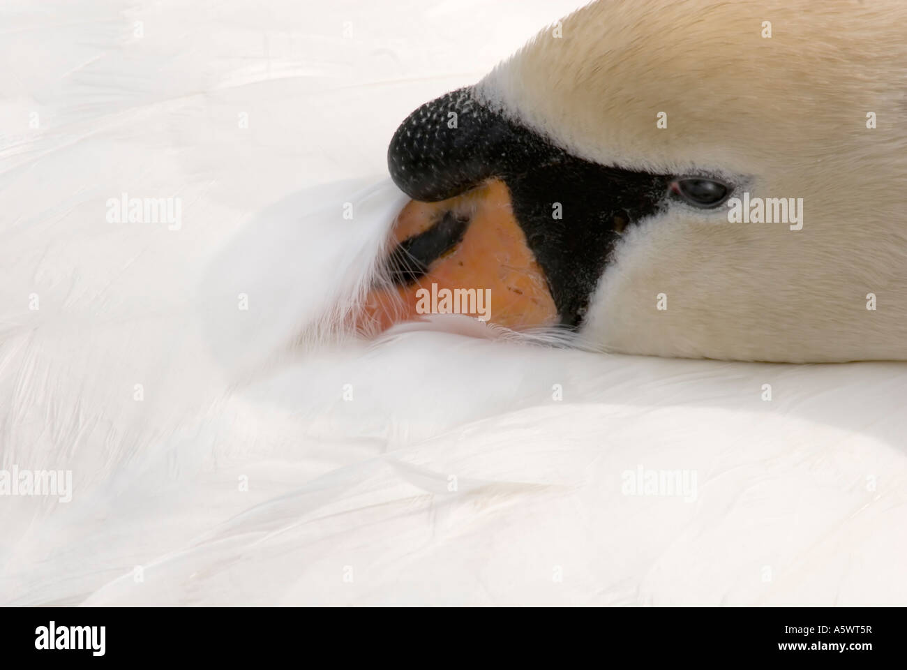 Mute swan Cygnus olor animal kingdom Stock Photo - Alamy