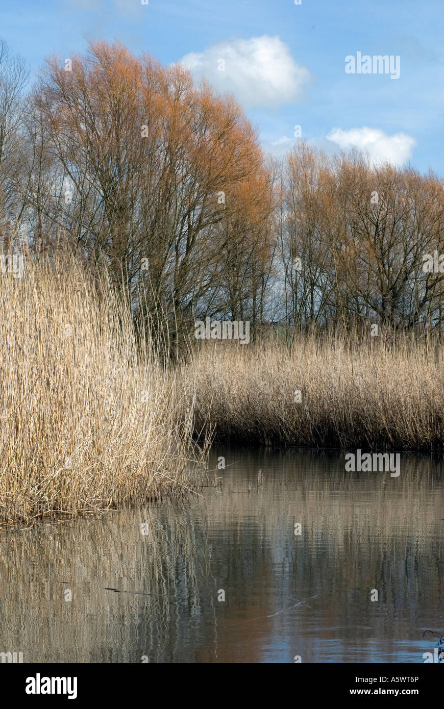 Willow tree reflections hi-res stock photography and images - Alamy