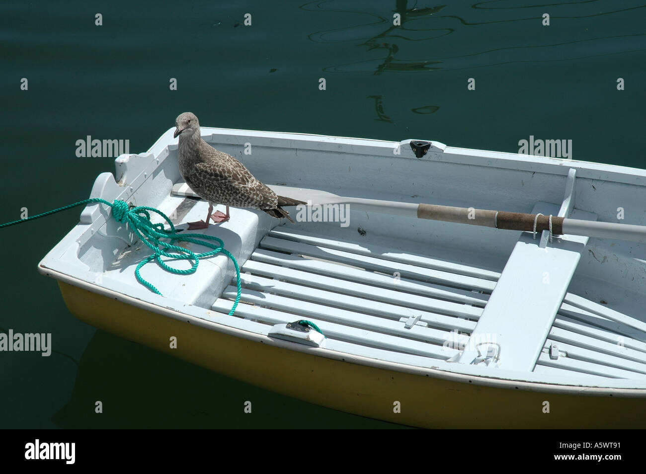 Gull in a boat Stock Photo - Alamy
