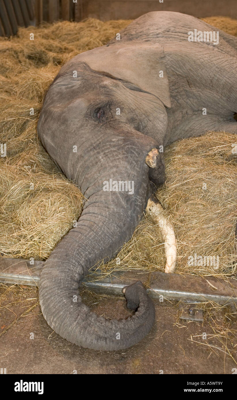 Sick elephant hi-res stock photography and images - Alamy