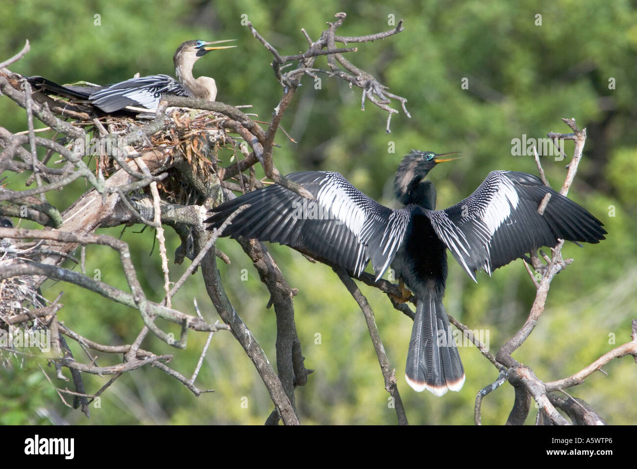 Anhinga wings stretched hi-res stock photography and images - Alamy