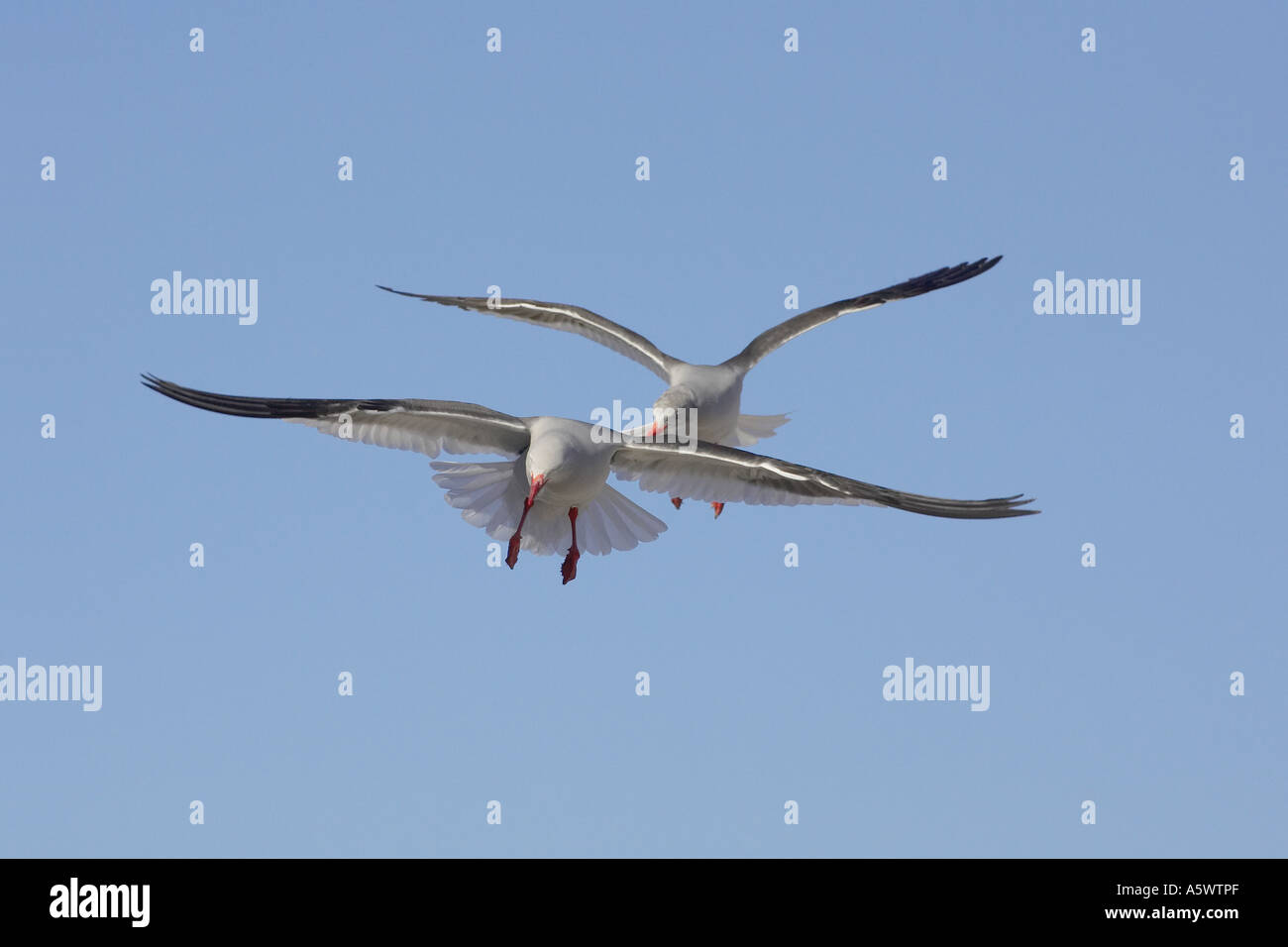 Dolphin Gulls in flight Stock Photo - Alamy