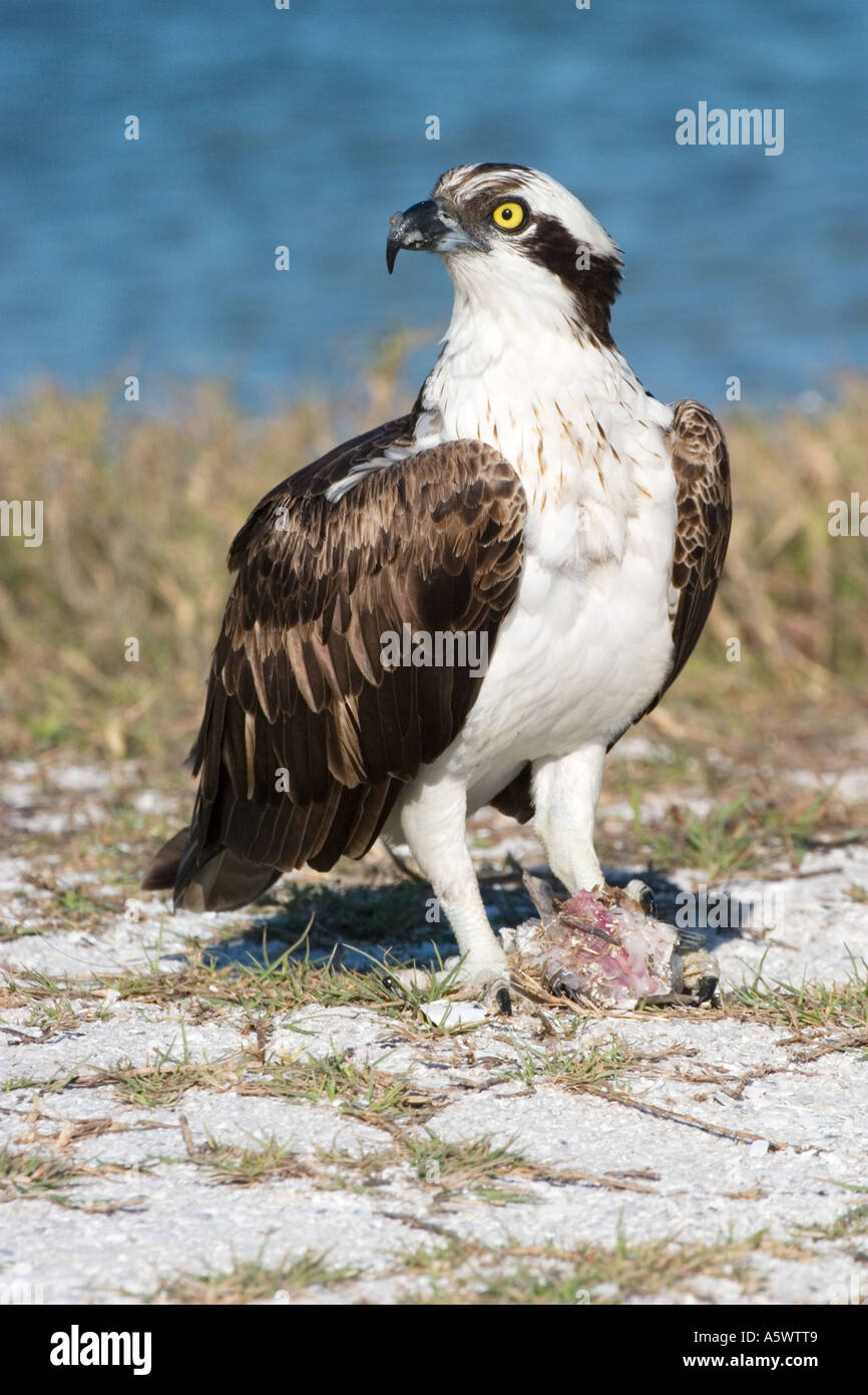 Osprey feet hi-res stock photography and images - Alamy