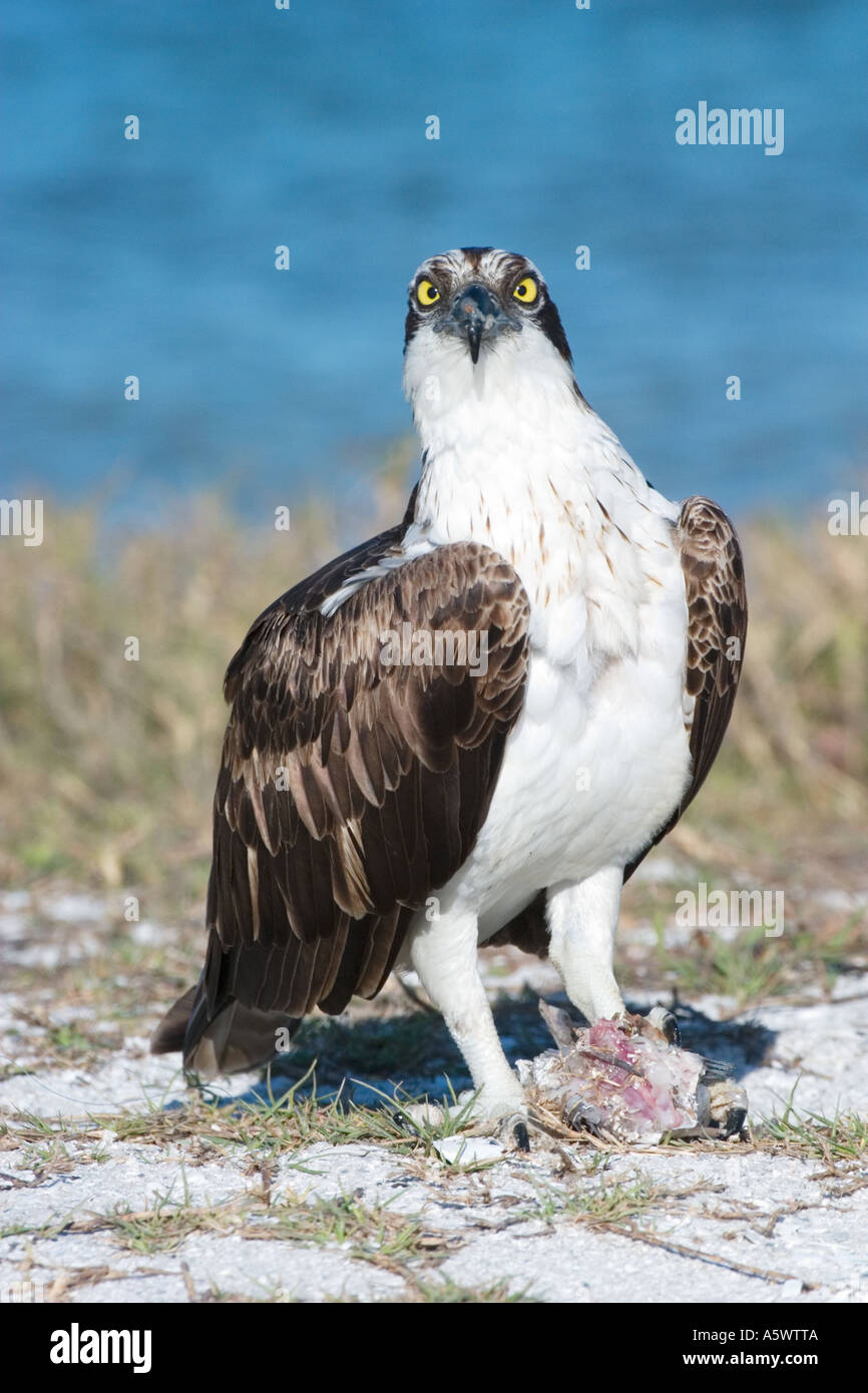 Osprey Feet High Resolution Stock Photography and Images - Alamy