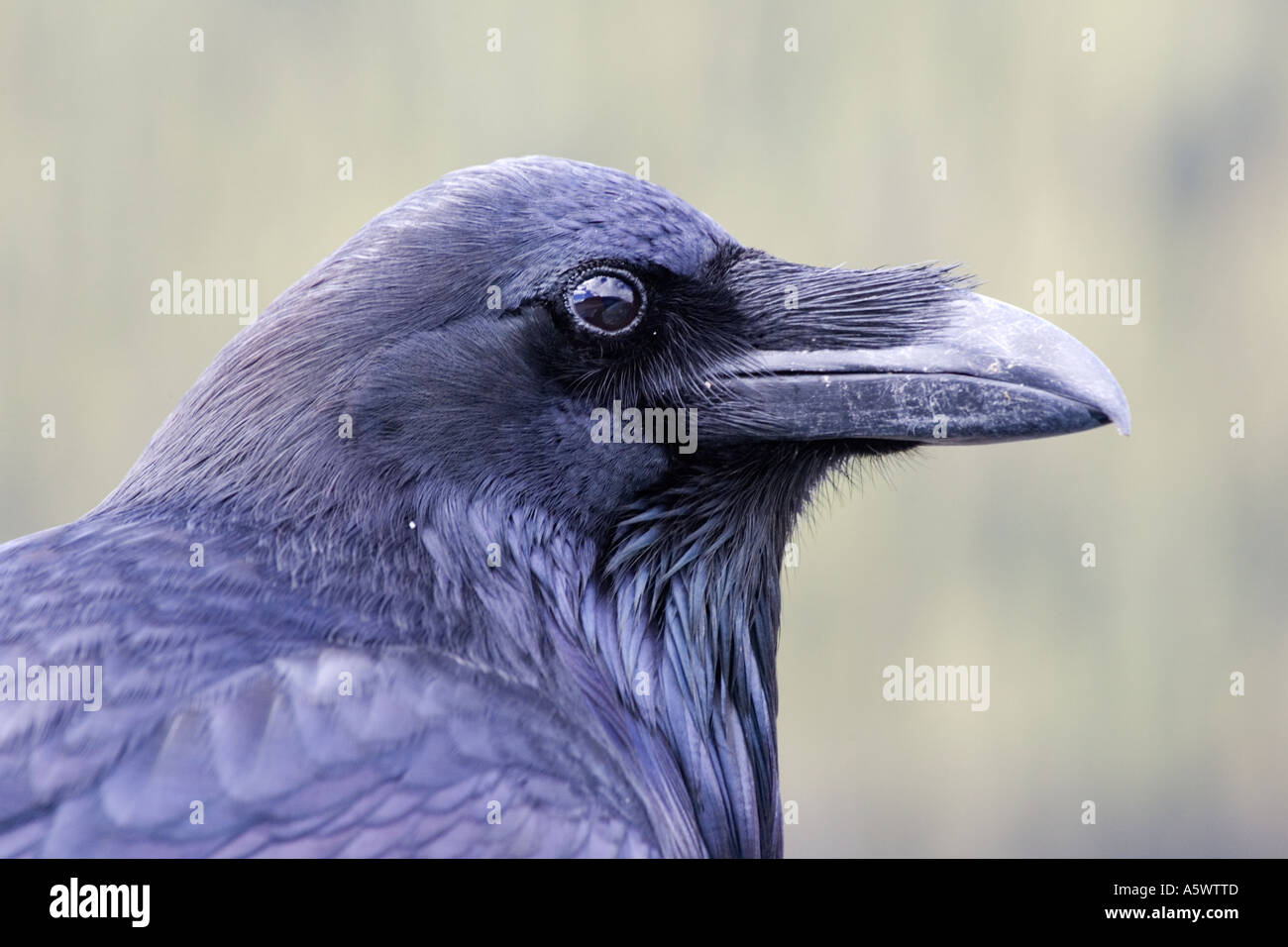 Beefeaters and raven hi-res stock photography and images - Alamy