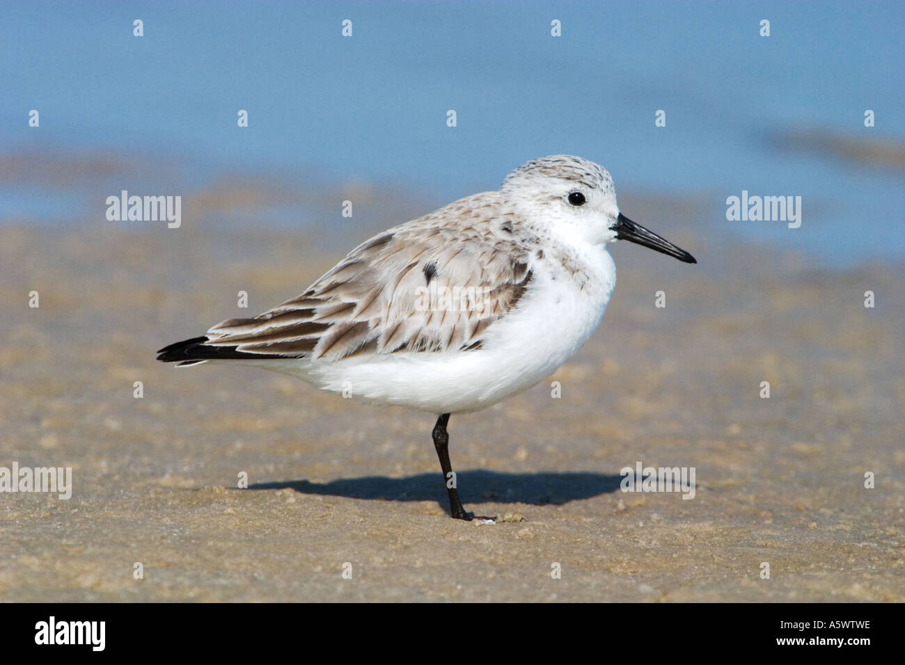 Plumage and paddling hi-res stock photography and images - Alamy