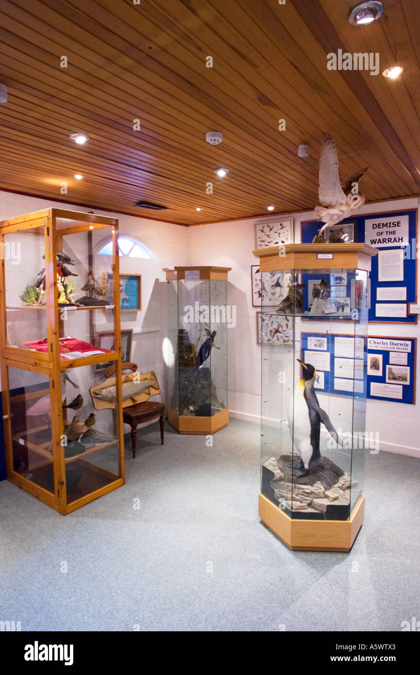 Natural history Exhibits on show inside Stanley museum Stock Photo - Alamy