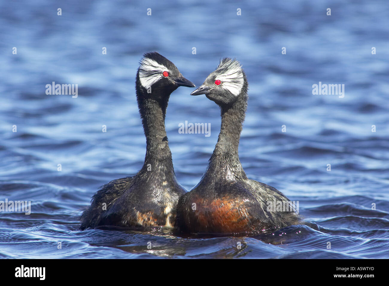 White tufted or Rolland s Grebe pair courtship display Stock Photo - Alamy