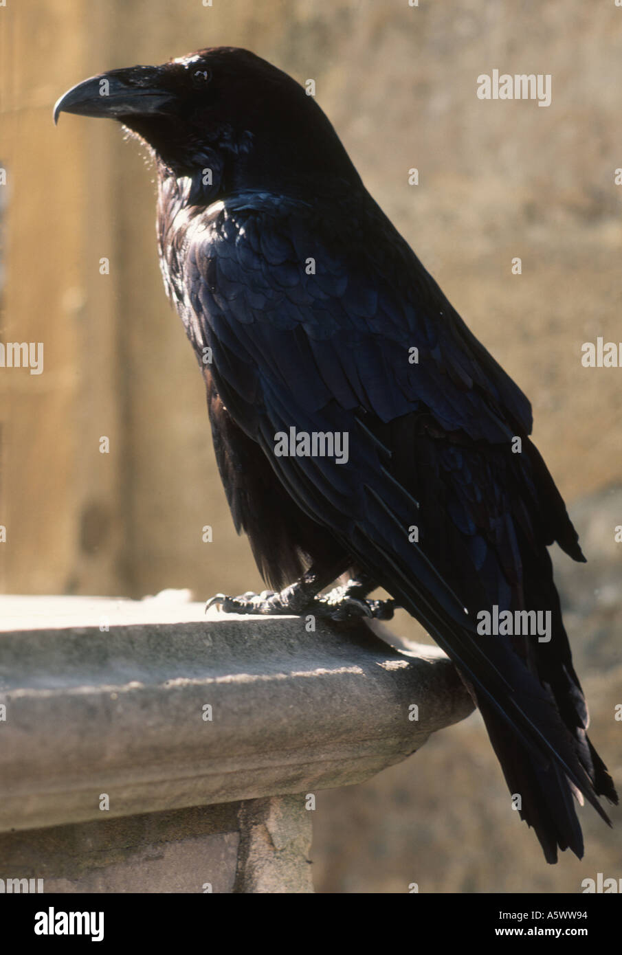 Raven at The Tower of London England UK City of London Medieval Norman ...