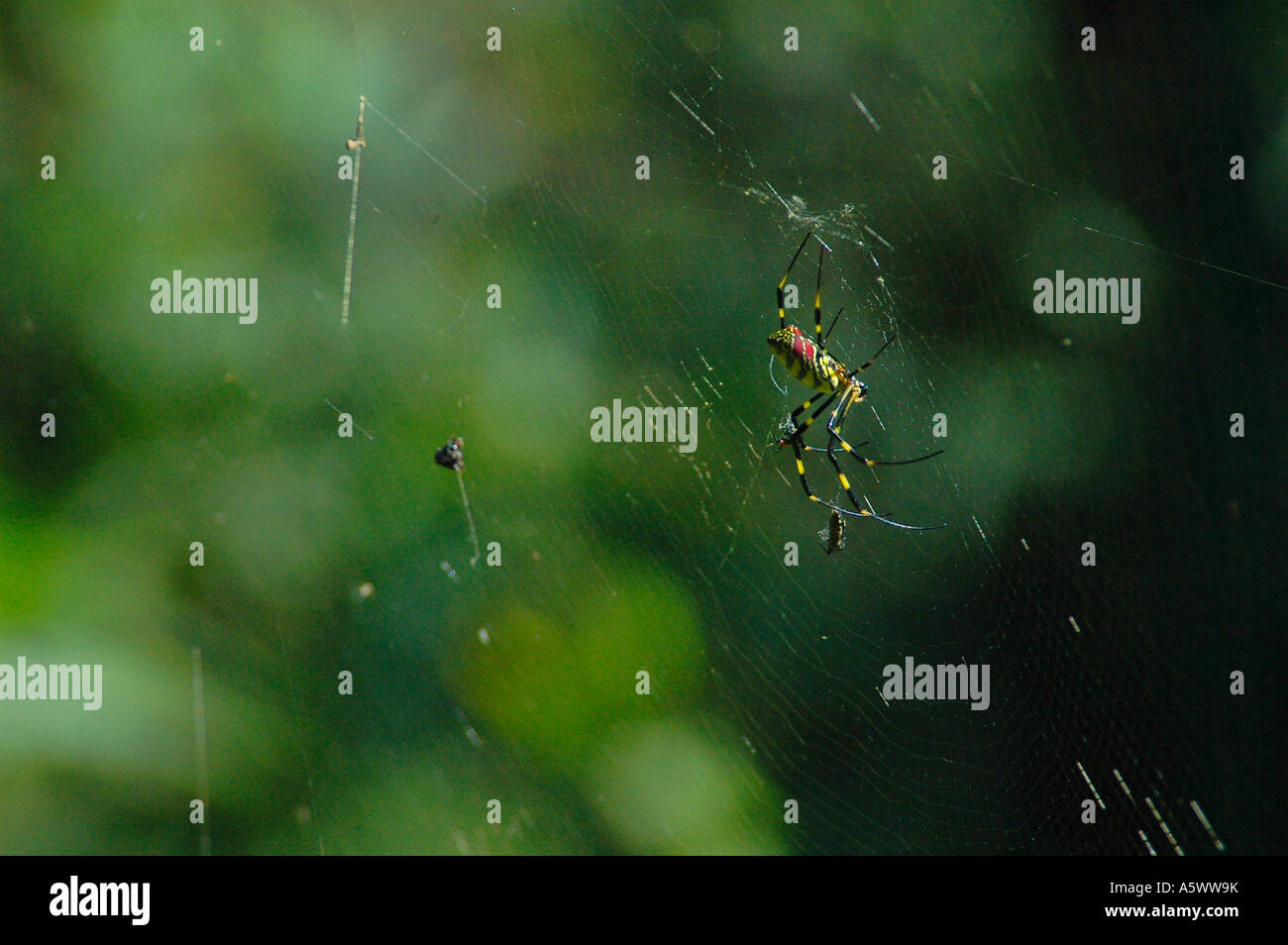 Insect of japan hi-res stock photography and images - Alamy