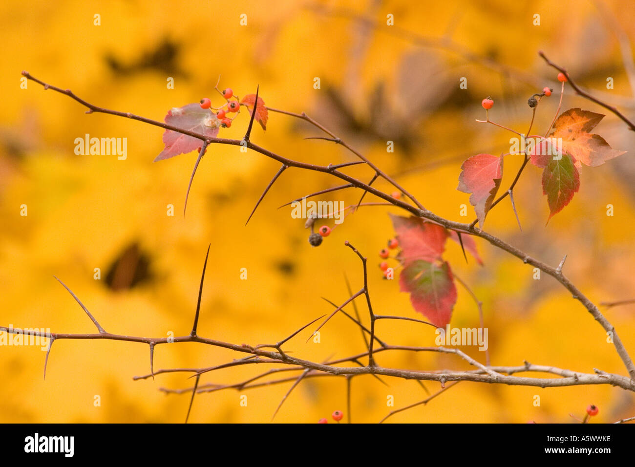 Hawthorn tree fall foliage Stock Photo - Alamy