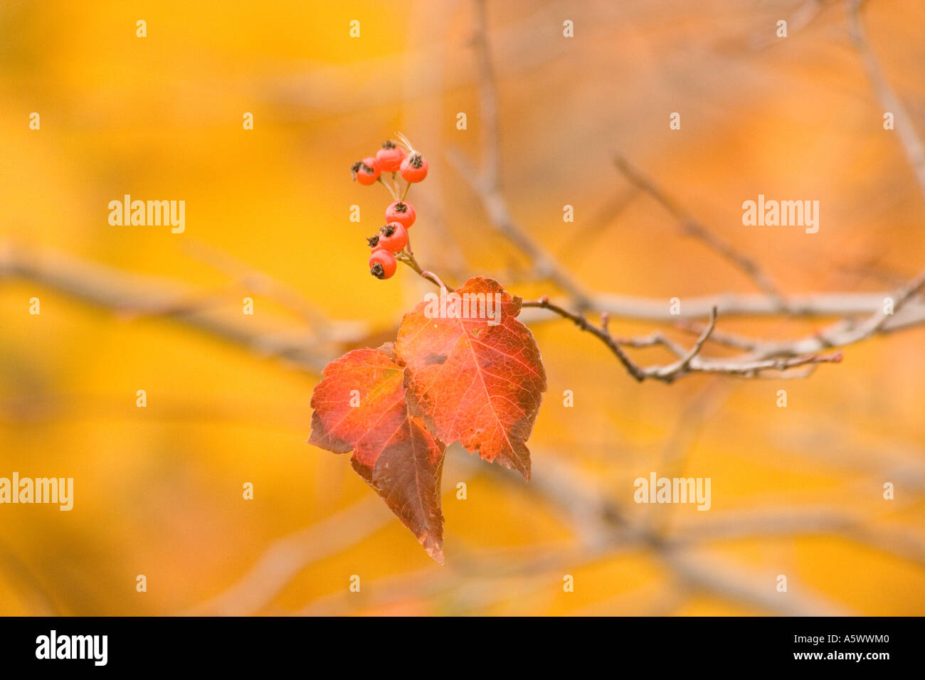 Hawthorn tree fall foliage Stock Photo - Alamy