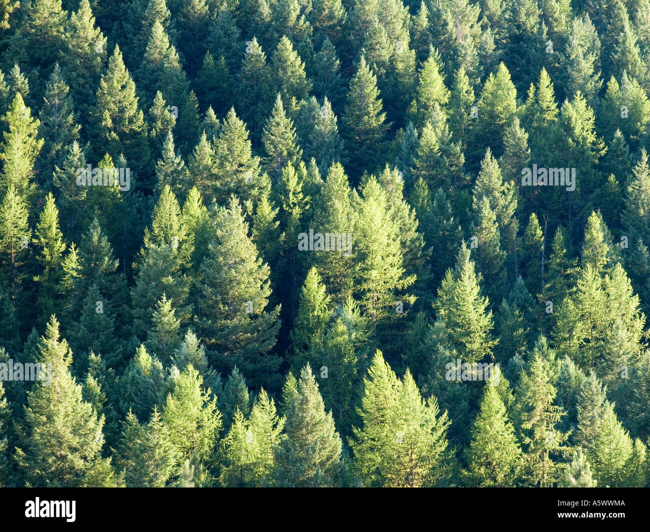 Logging on mountainside hi-res stock photography and images - Alamy