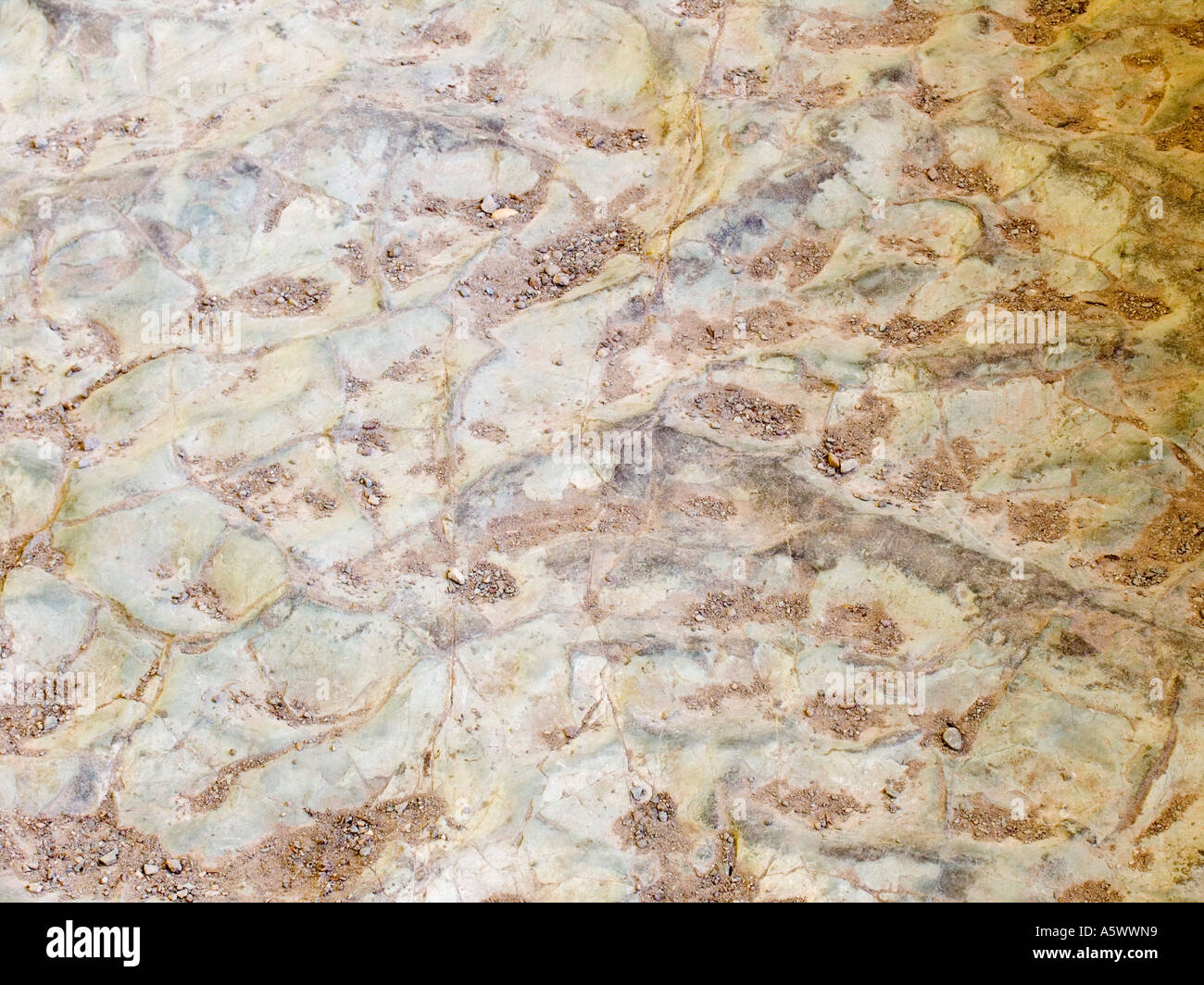 Desiccation cracks in fossilized mud flat Glacier National Park Montana ...
