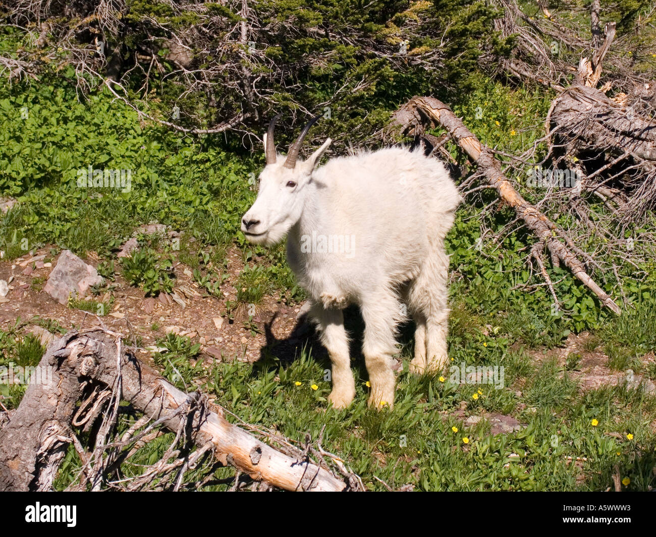 White goat logan pass hi-res stock photography and images - Alamy