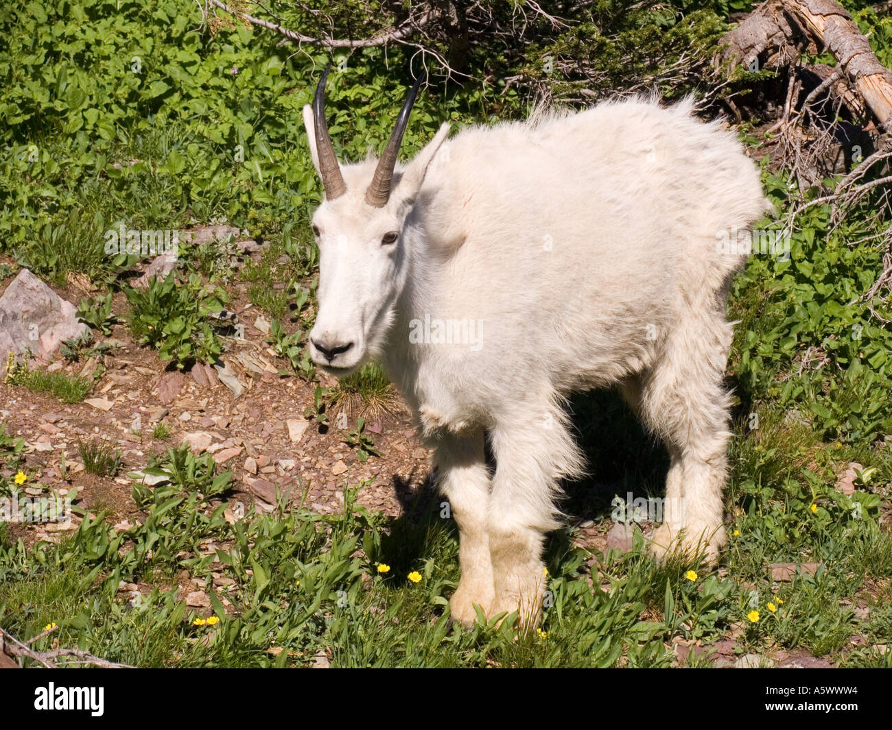 Mountain goat Oreamnos americanus Logan Pass Glacier National Park ...