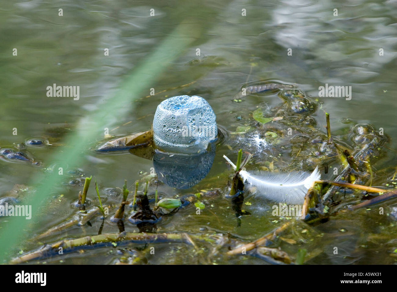 Litter in canal, Plastic bottle thrown away, near swans feather in ...