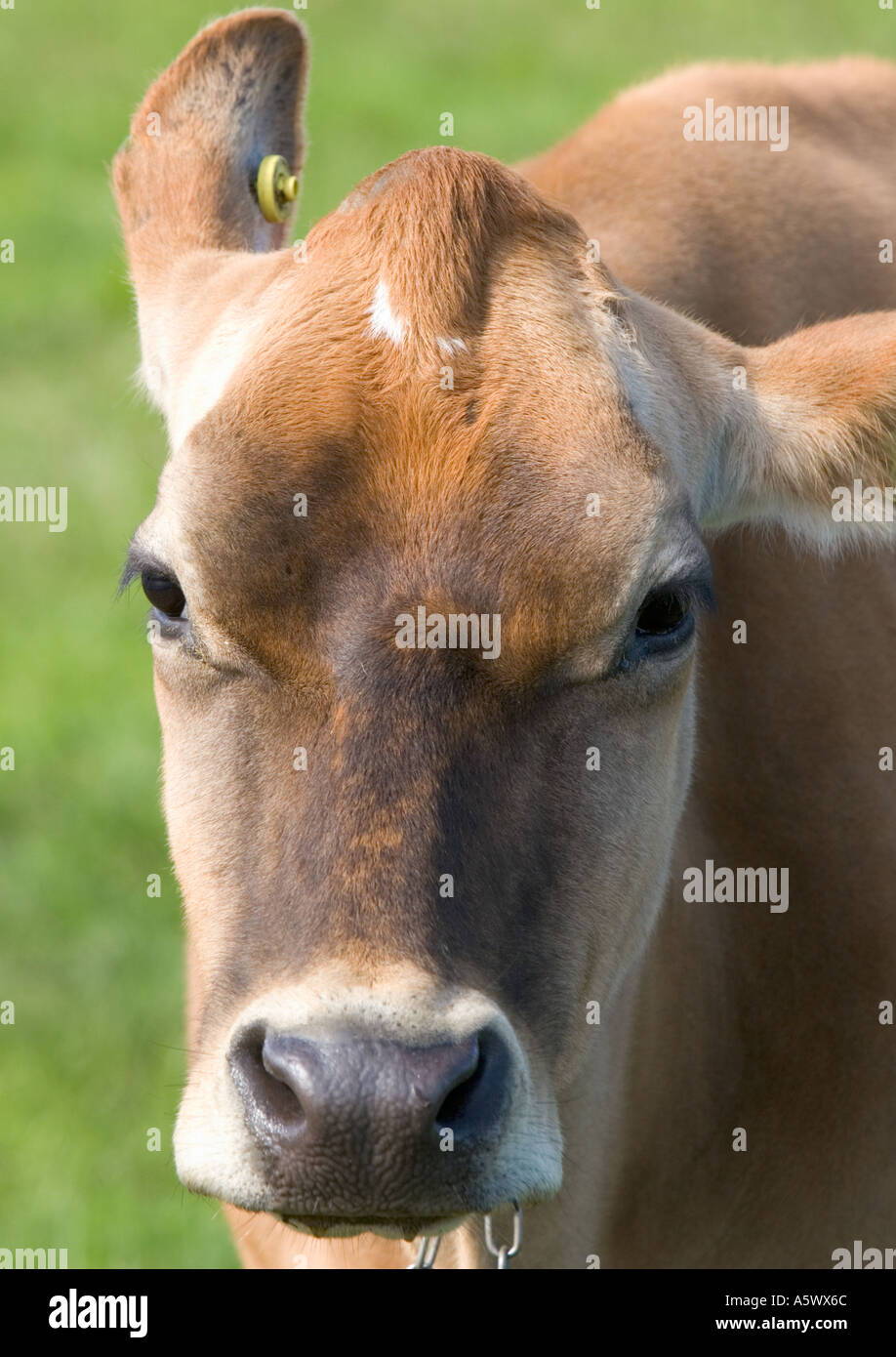 Cow looking to camera, close up, head with one ear up and the other one ...