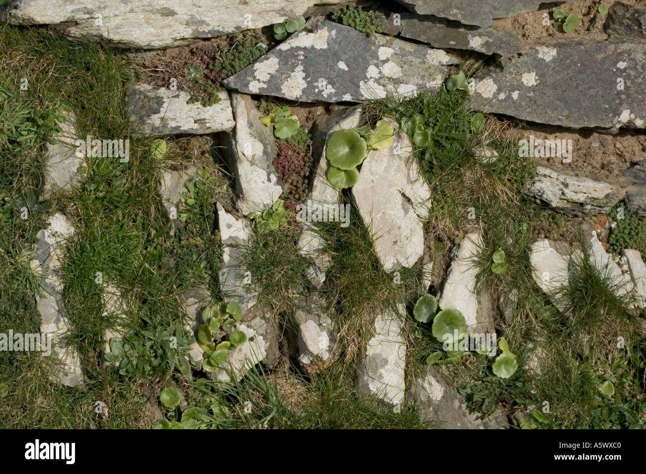 Cornish Dry Stone Wall Stock Photo - Alamy
