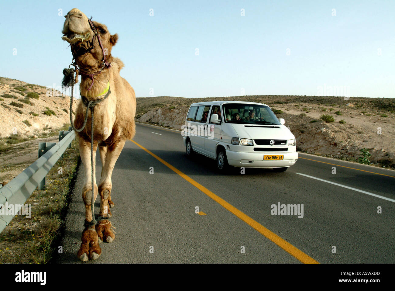 Israel camel road hi-res stock photography and images - Alamy