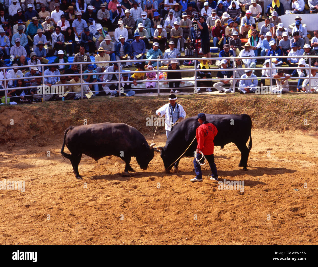 Okinawan Bullfighting - Closer to Sumo than Spanish bullfighting the ...