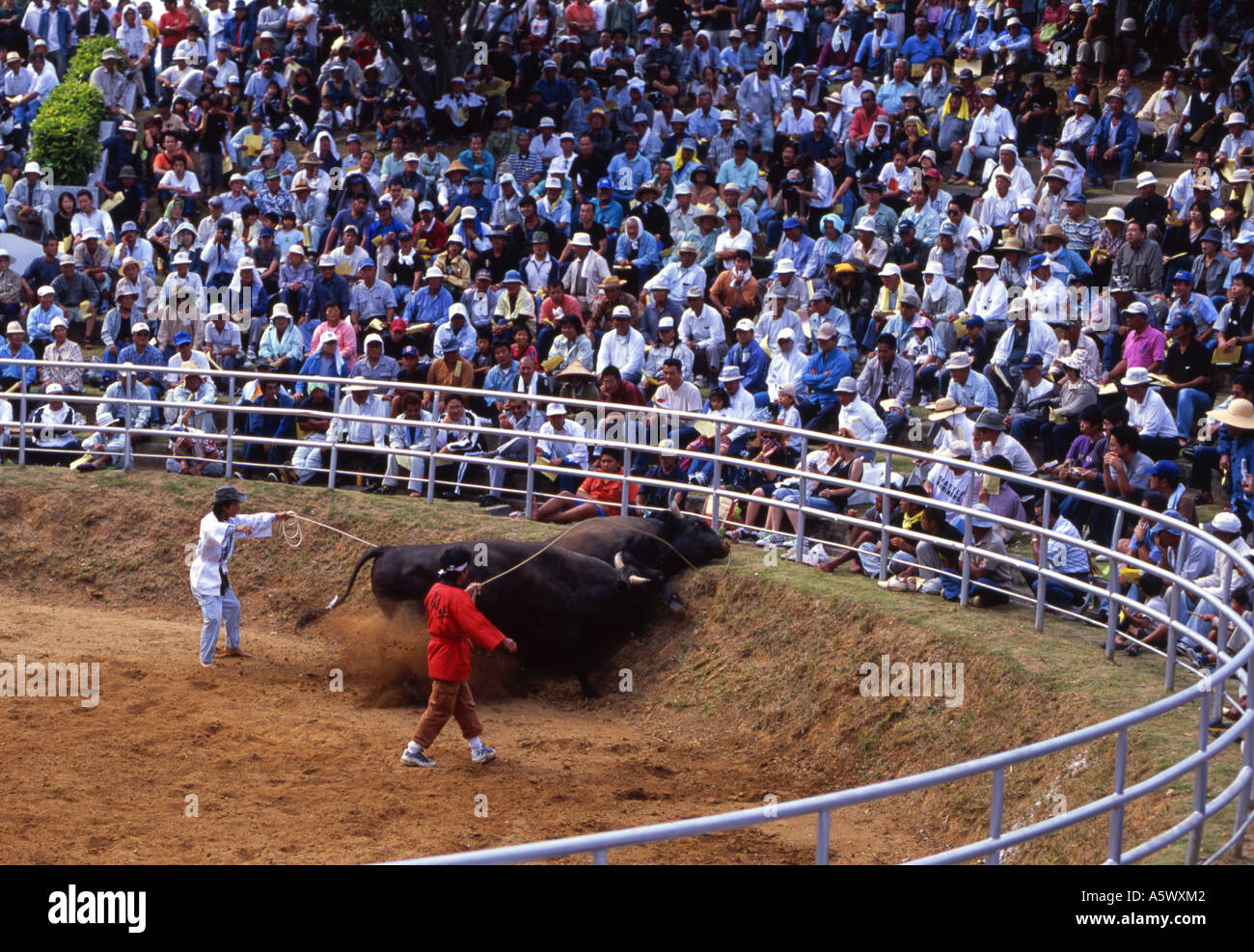 The bull turns hi-res stock photography and images - Alamy