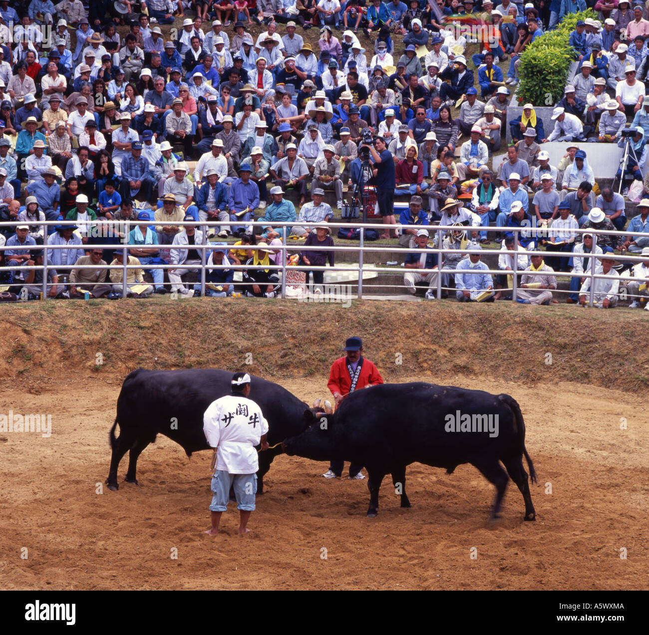 The bull turns hi-res stock photography and images - Alamy