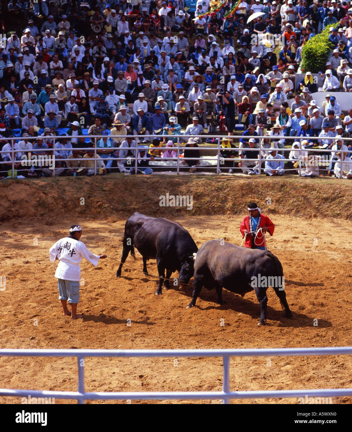 Okinawan Bullfighting - Closer to Sumo than Spanish bullfighting the ...