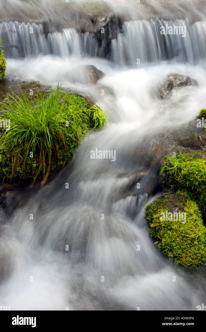 fern springs, yosemite national park Stock Photo - Alamy