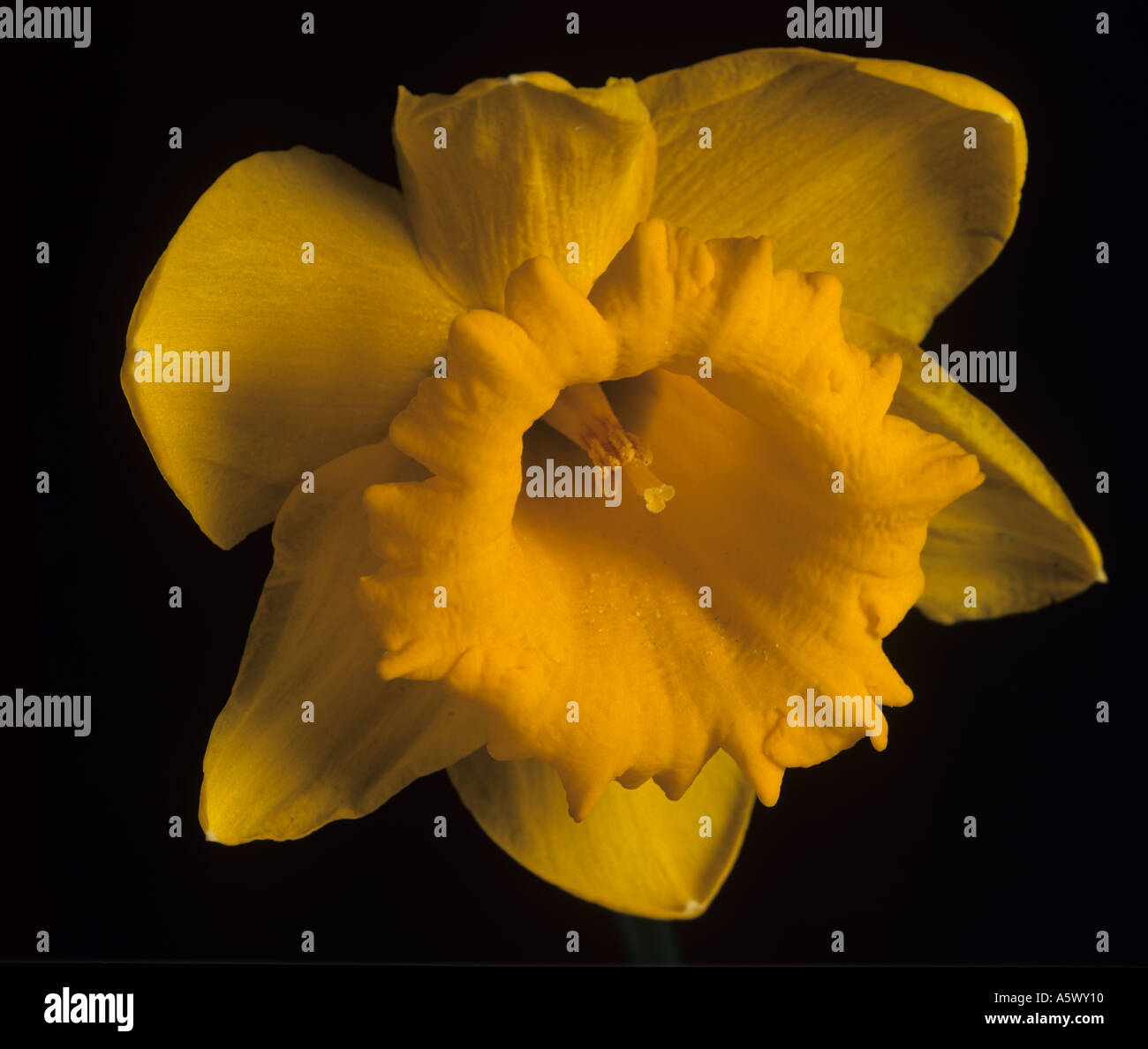 Daffodil on a black background hi-res stock photography and images - Alamy