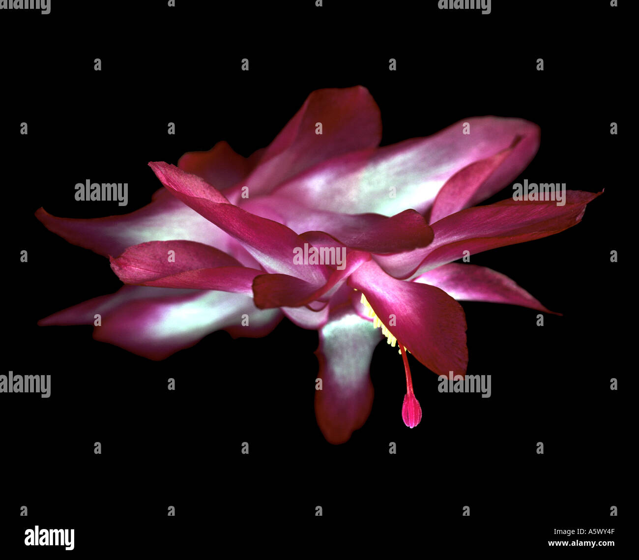 Christmas Cactus black background Stock Photo - Alamy