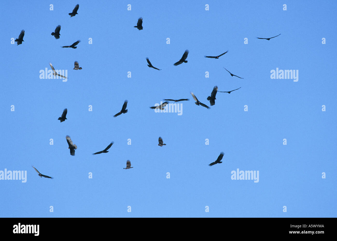 Turkey Vulture Cathartes aura Flying in a thermal Florida Stock Photo ...